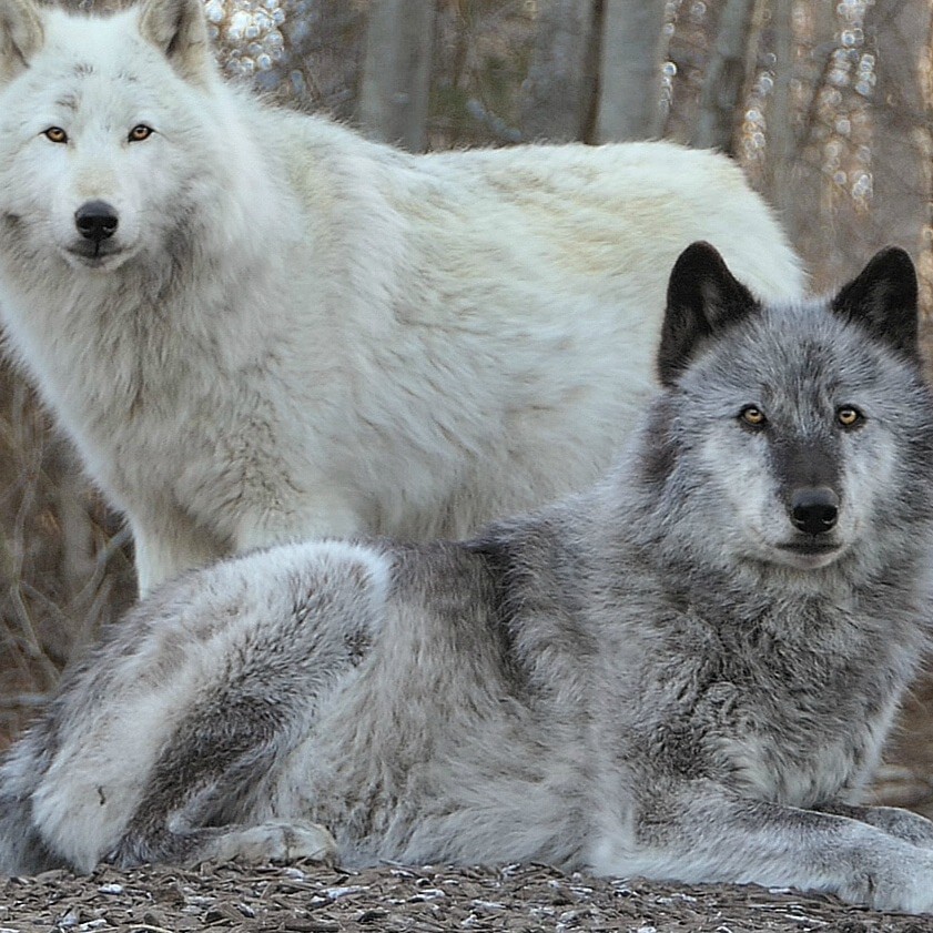 Wolf TV Net Network | Strimm TV